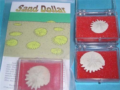 Sand Dollar Fossils in Display Case 20 Million Years Old 1+ Inch 4 ...