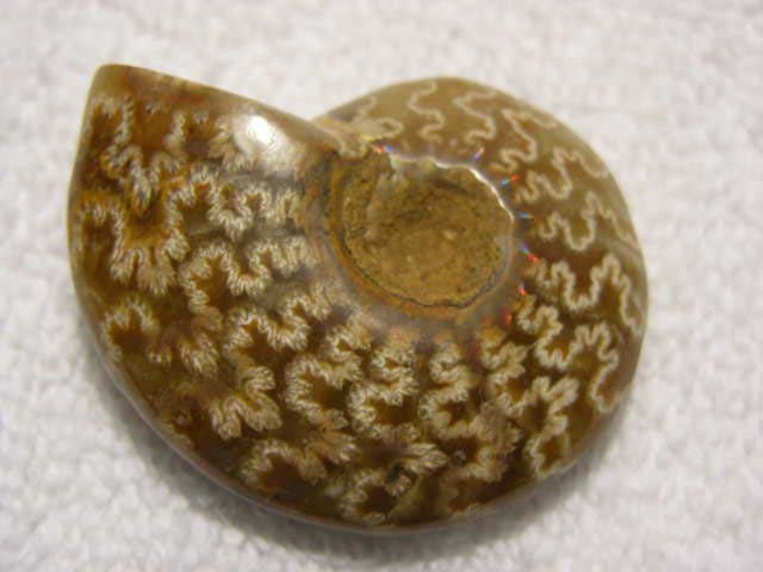 Ammonite Fossil Polished Showing Suture Lines 1.75x1.5 Inch Lih55 - Etsy
