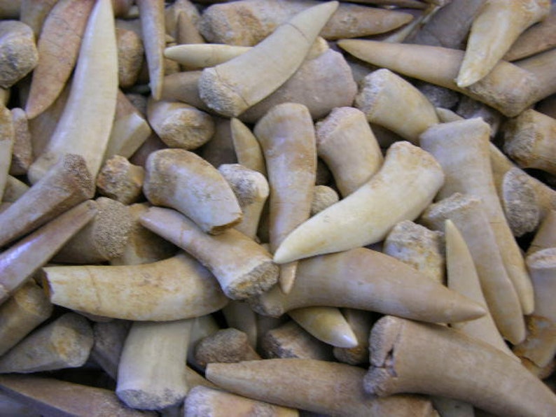 Saber Toothed Herring Fossil Teeth Enchodus Cretaceous Africa - Etsy