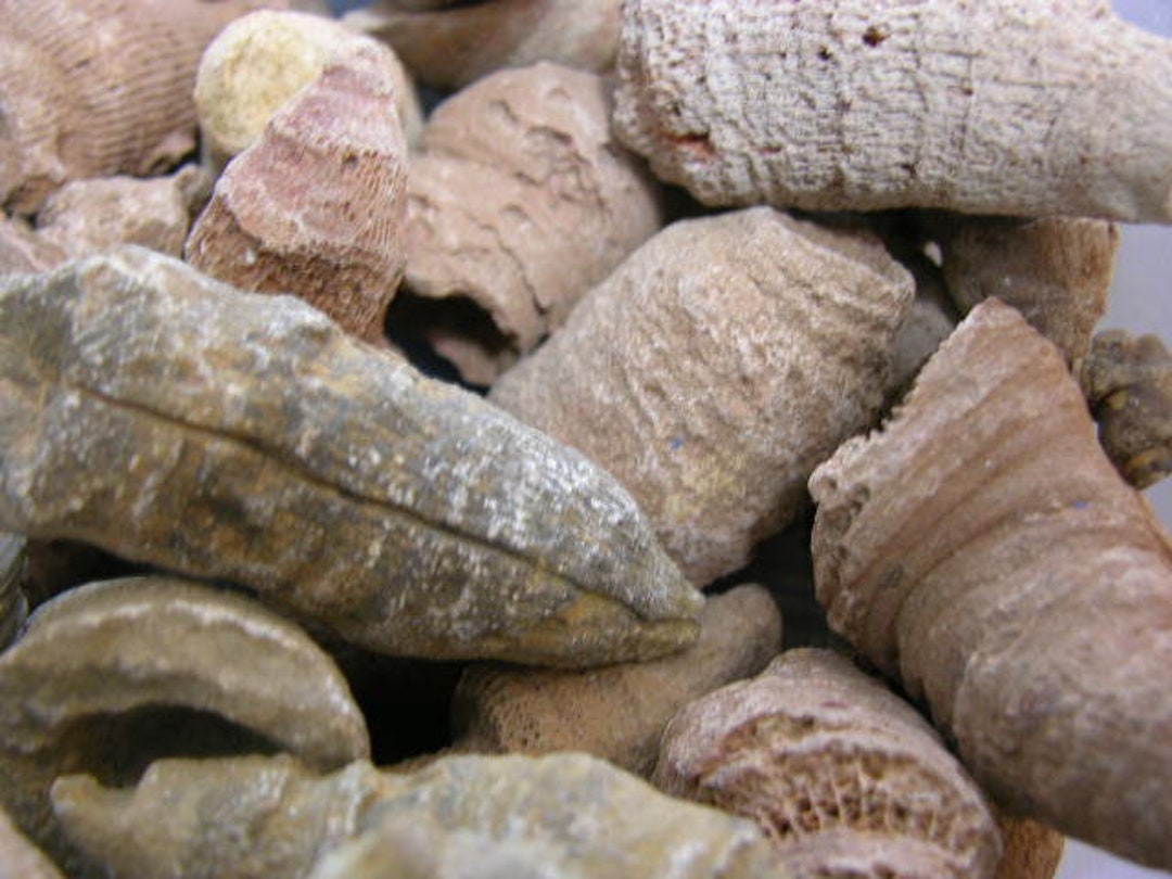 Horn Coral Fossils Agatized Mixed Size 1-4 Inch 2 Pound Lots Mid ...