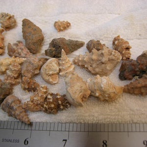 Gastropod Spiny Snail Fossils Rare Cretaceous Paleozoic Era 1/2-1 Inch ...