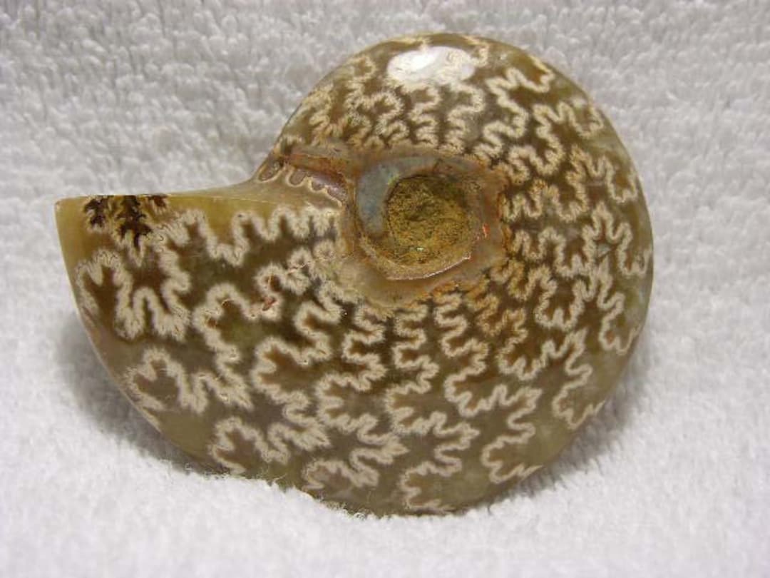 Ammonite Fossil Polished Showing Suture Lines 3 1/2+ Inch Lif99 - Etsy