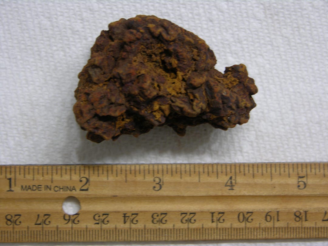 Coprolite Real Fossil Cretaceous Age Dinosaur Dung 2.1 In. JD84 - Etsy