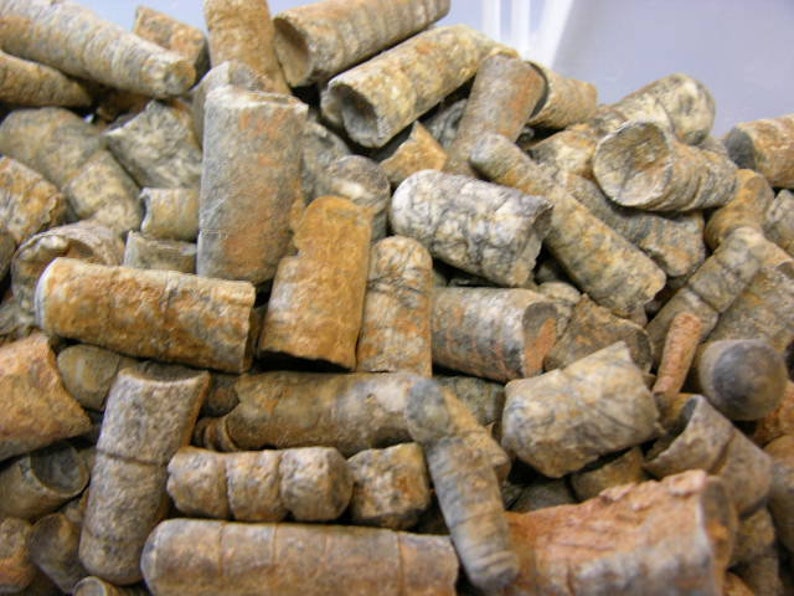 Orthoceras Fossils Mine Rough Mixed Size 1-4 Inch 2 Pound Lots 400 ...