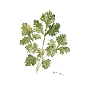 Cilantro Art Print - Herb Series - Etsy