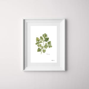 Cilantro Art Print - Herb Series - Etsy