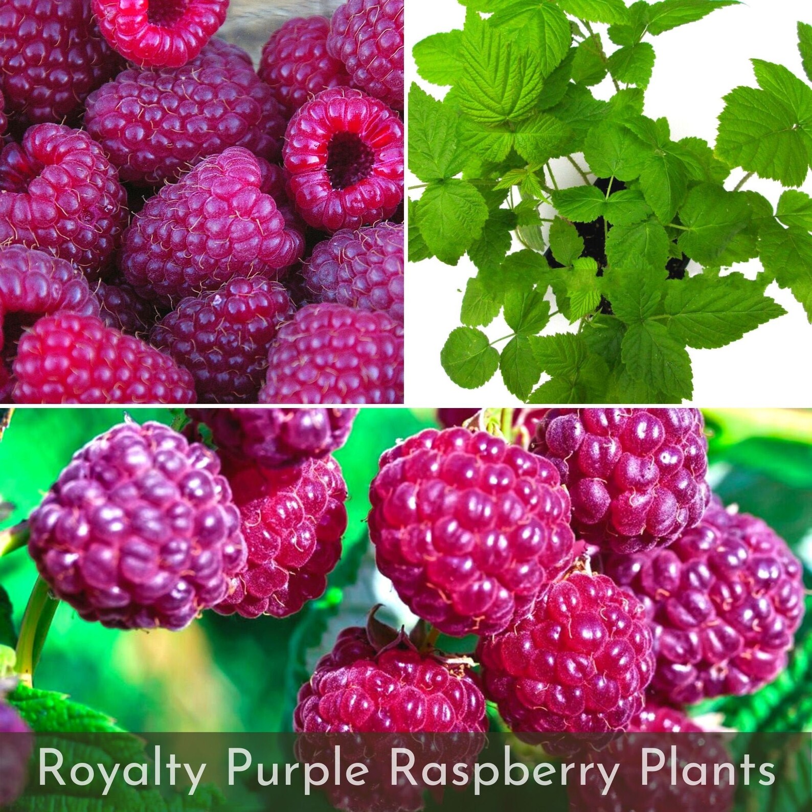 1-6 Royalty Purple Raspberry Plants Sweetest Ships Fully | Etsy
