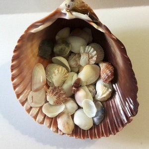 Small Shells, Small Seashells, Small Sea Shells, Sea Shells for Crafts ...