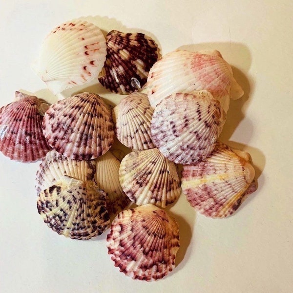 Shells for Sale - Etsy