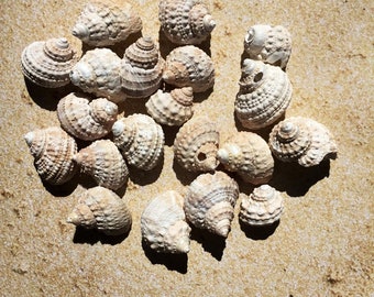 Shell Art Shells Art Shells For Art Shells For Crafting | Etsy