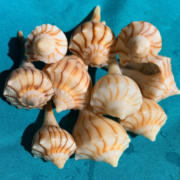Craft Seashells - Etsy