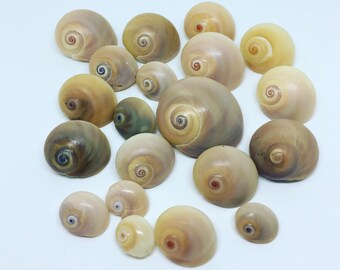 Shark eye shell | Etsy