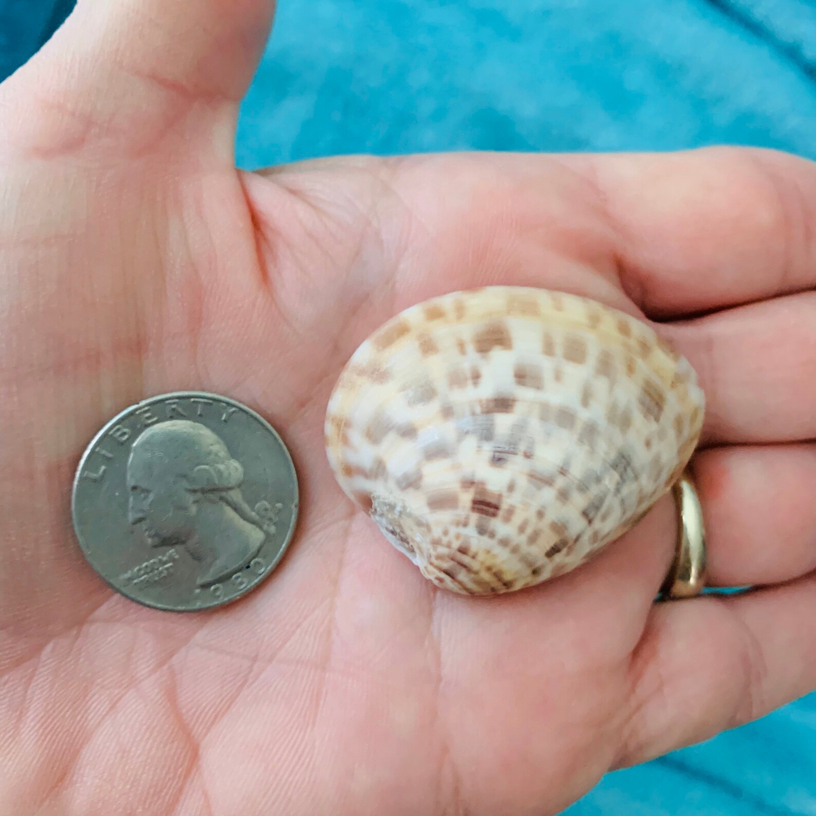 Natural Shell Natural Seashells Natural Sea Shells Craft | Etsy