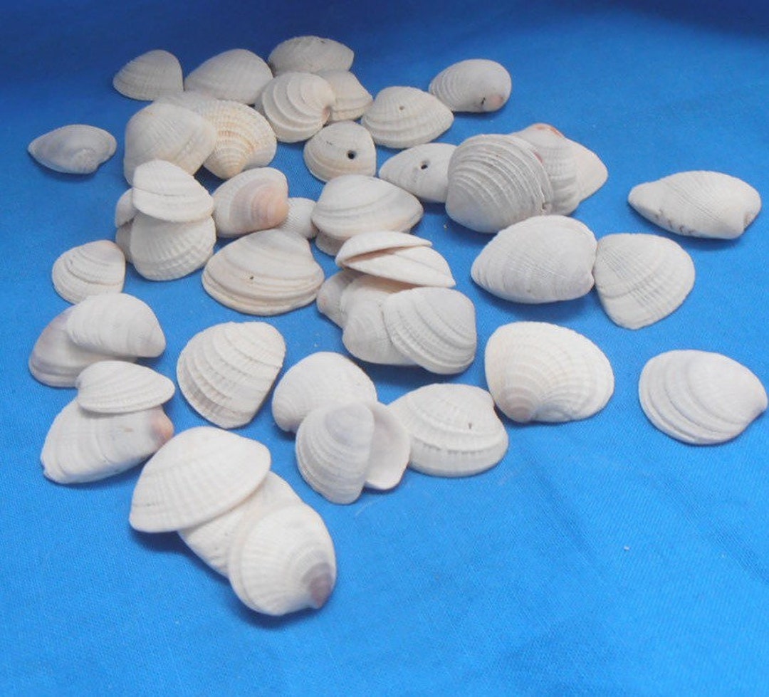 White Sea Shells, White Shells, White Seashells, Sea Shell Decor ...