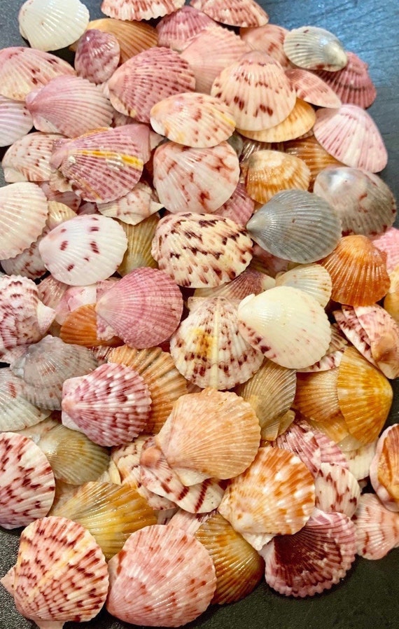 Natural Sea Shells Natural Seashells Natural Shells Craft - Etsy