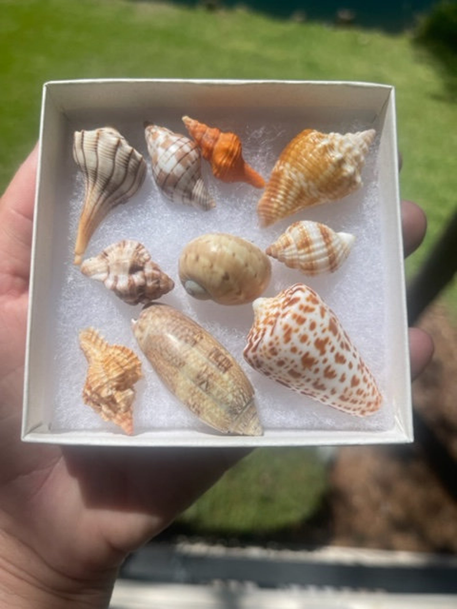 Natural Seashells, Natural Sea Shells, Natural Shells, Craft Seashells ...