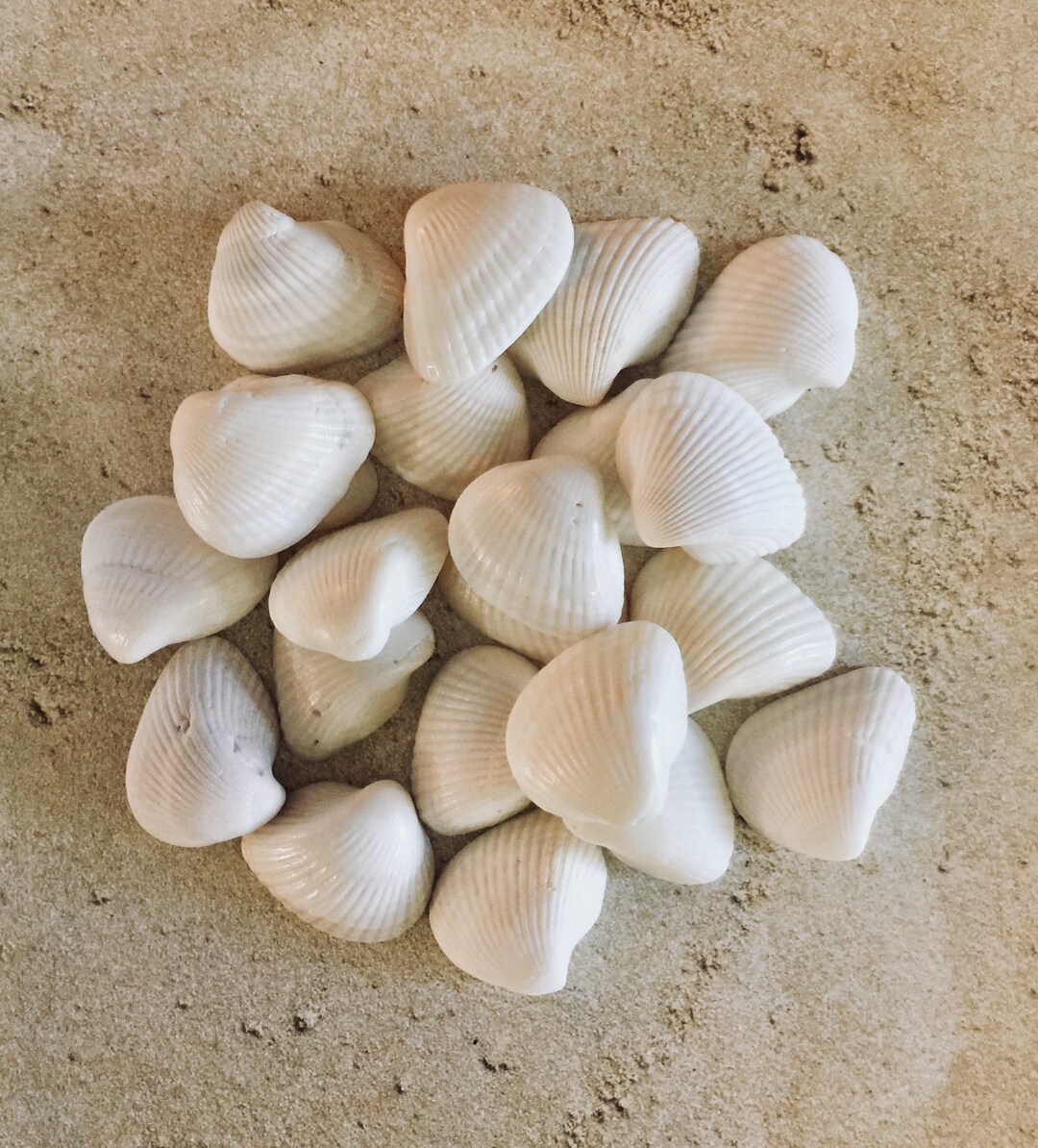 White Seashells, Craft Seashells, Seashells for Crafts, Seashell ...