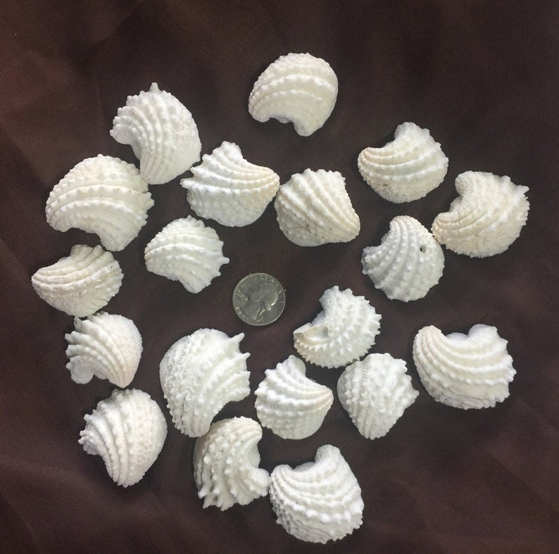 Shell Art Shells Art Shells For Art Shells For Crafting | Etsy