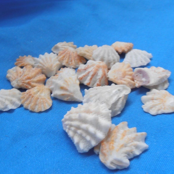Natural Sea Shells - Etsy
