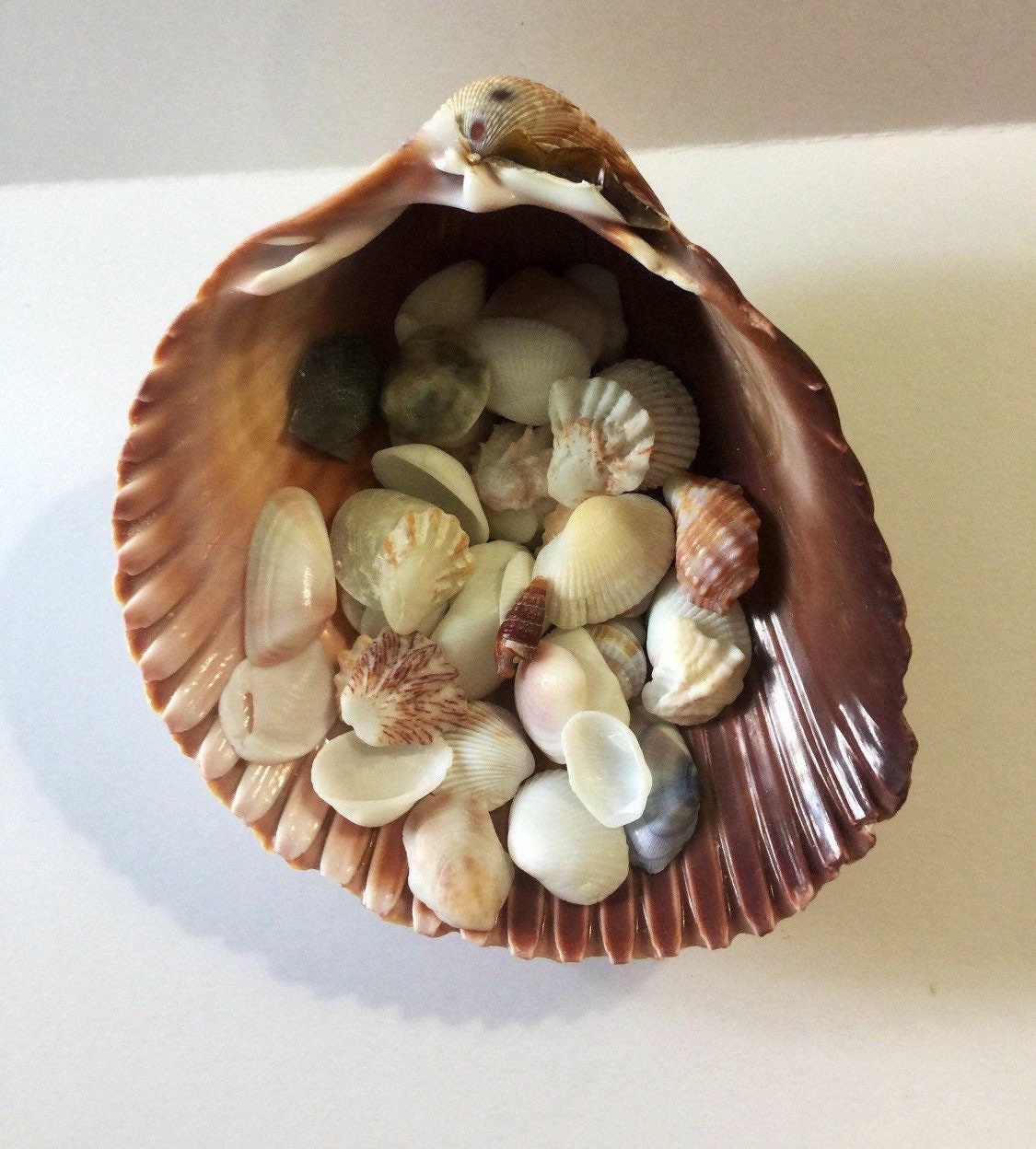 Small Shells Small Seashells Small Sea Shells Sea Shells | Etsy