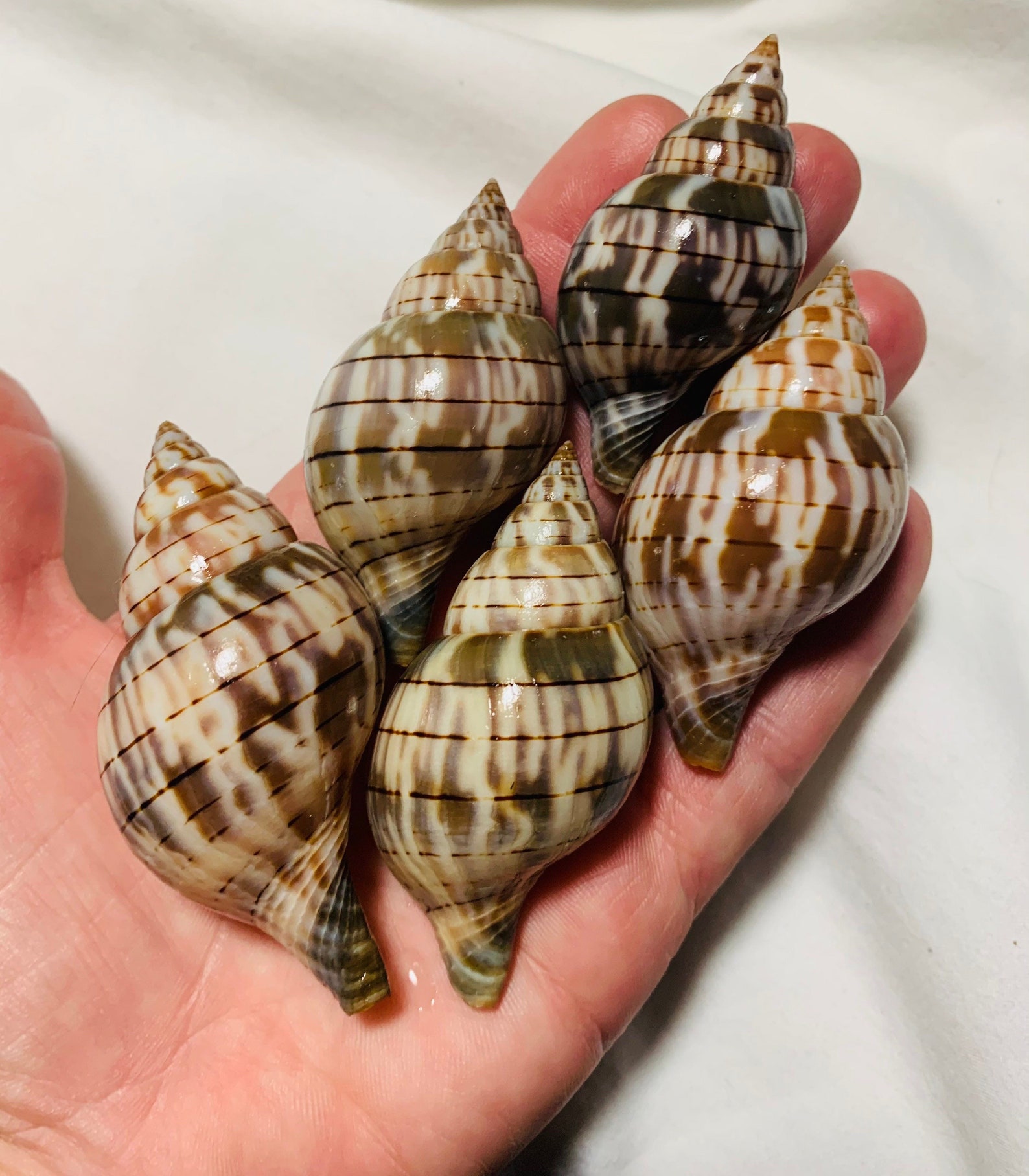 Seashells Art, Seashells for Crafts, Natural Seashells, Natural Shells ...