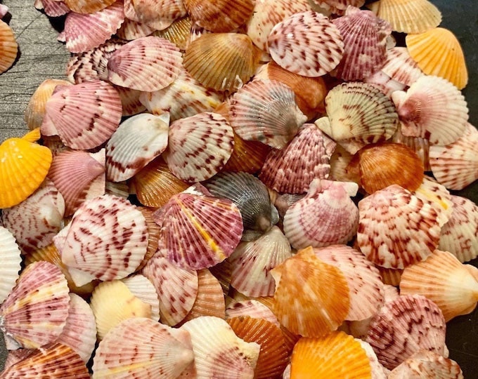 Natural Seashells, Natural Sea Shells, Natural Shells, Craft Seashells ...