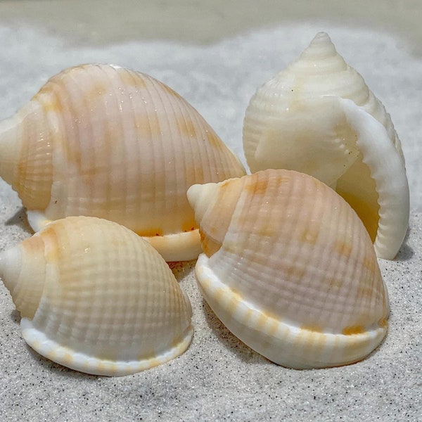 Bulk Seashells - Etsy