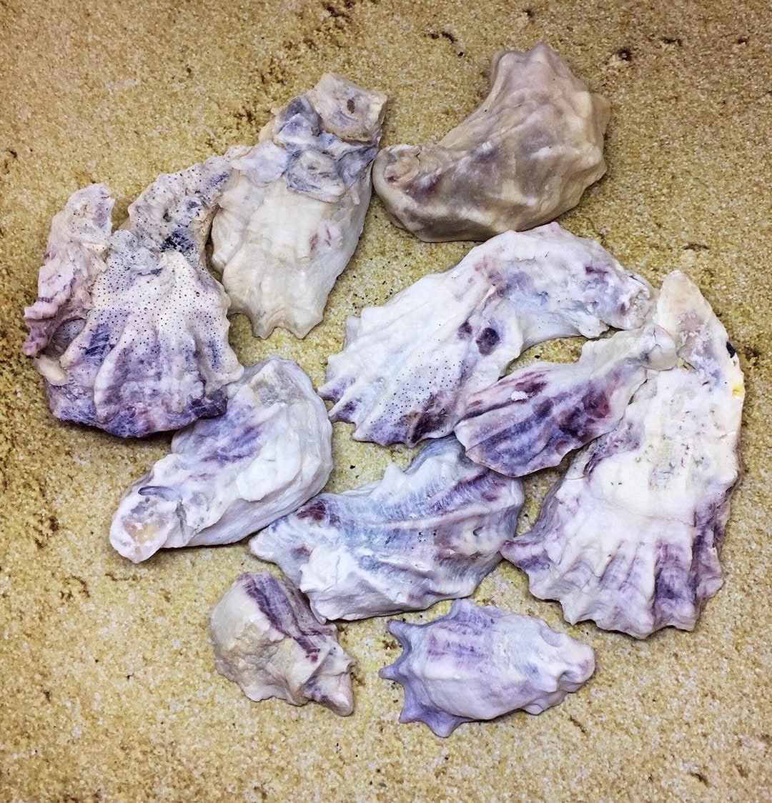 Shells Wholesale, Bulk Shells, Wholesale Shells, Shells for Art ...