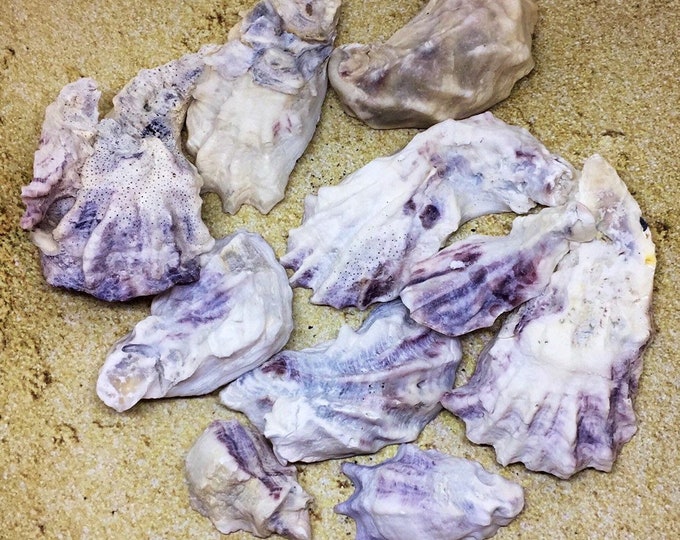 Shells Wholesale Bulk Shells Wholesale Shells Shells for | Etsy