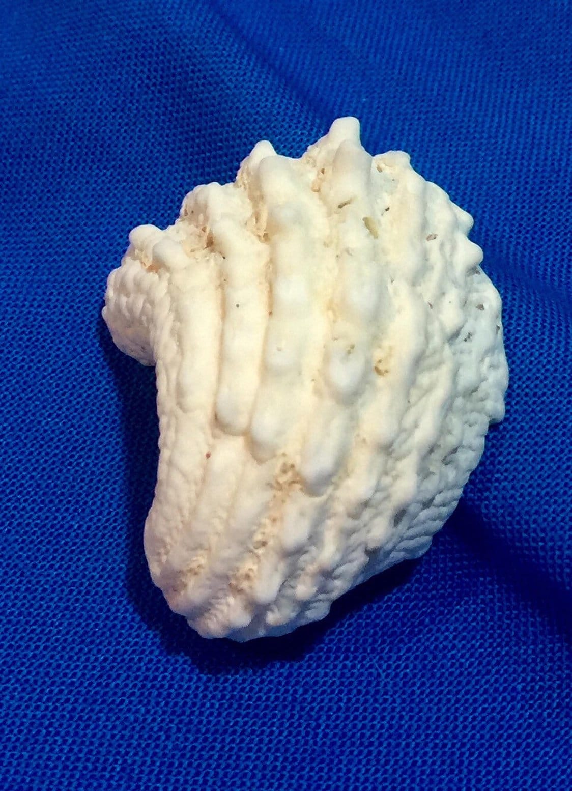 Shell Art Shells Art Shells For Art Shells For Crafting | Etsy