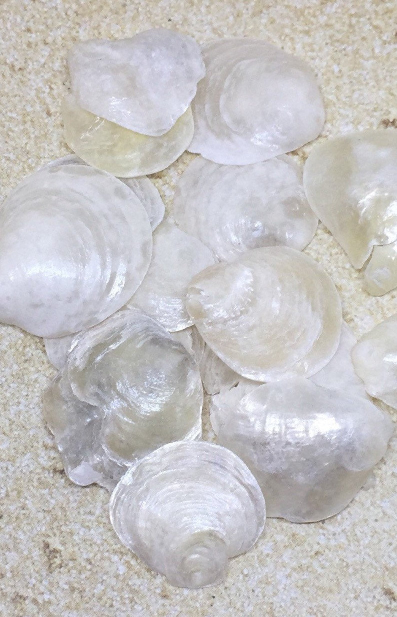 Shell Crafts Seashells Crafts Shells for Crafting Shell - Etsy