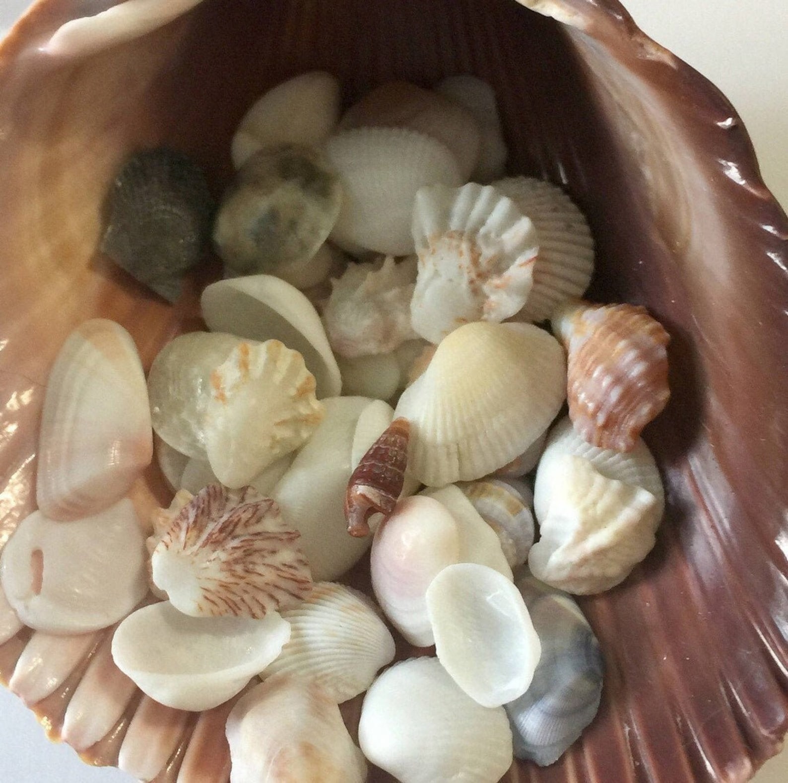 Small Shells Small Seashells Small Sea Shells Sea Shells | Etsy