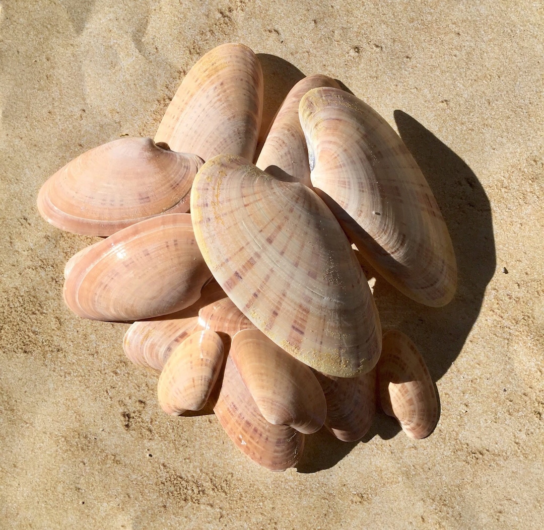 Natural Seashells, Natural Sea Shells, Natural Shells, Craft Seashells ...