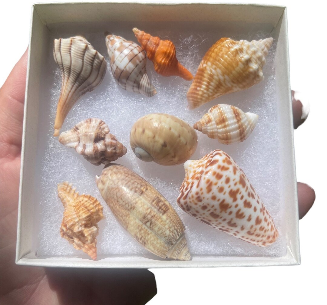 Natural Seashells, Natural Sea Shells, Natural Shells, Craft Seashells ...