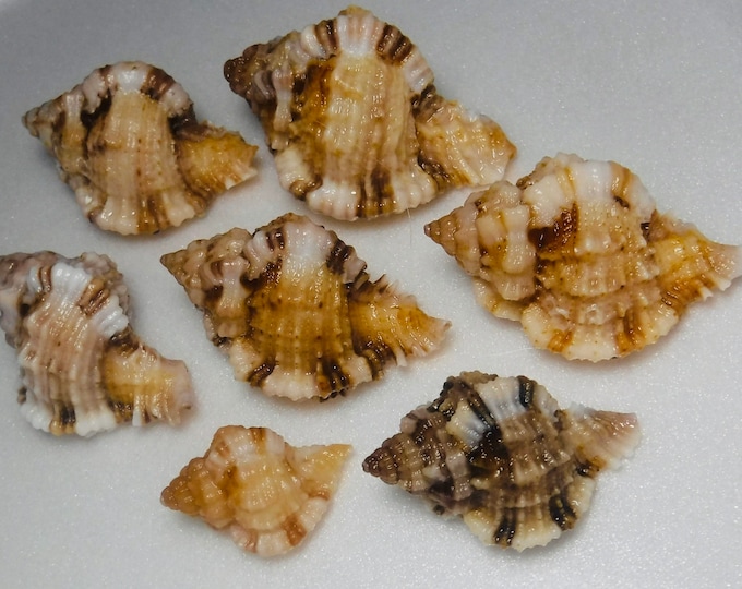 Natural Seashells, Natural Sea Shells, Natural Shells, Craft Seashells ...