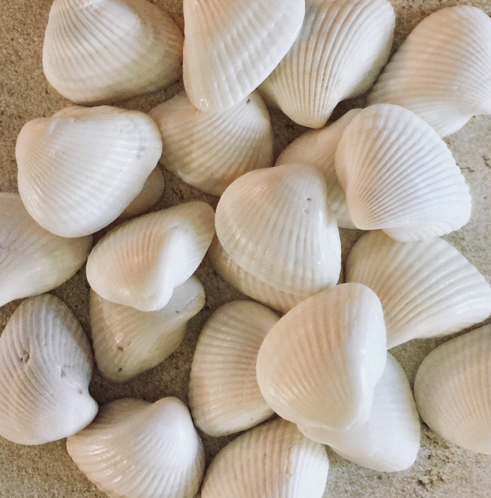 White Seashells Craft Seashells Seashells For Crafts | Etsy