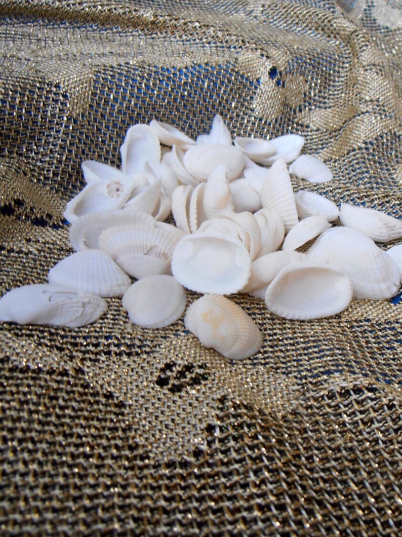 Shells for Crafts Seashells Crafts Crafting Seashells White - Etsy