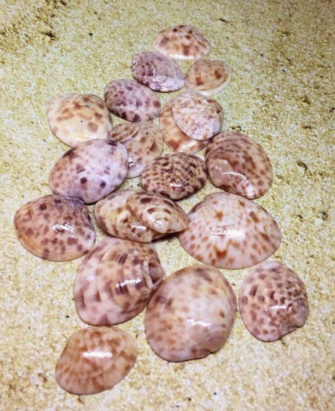 Natural Shell, Natural Seashells, Natural Sea Shells, Craft Shells ...