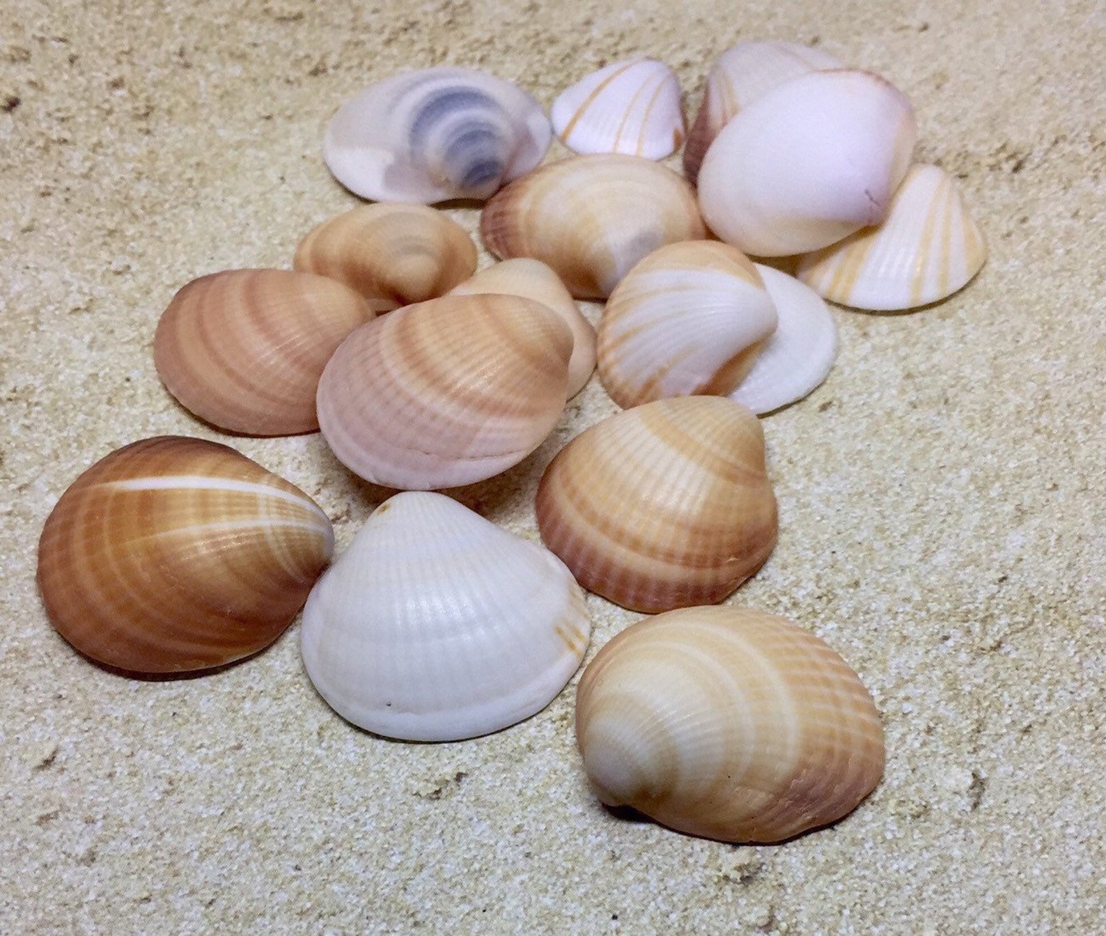 Shells for Crafts Craft Shells Shells for Sale Natural Sea - Etsy