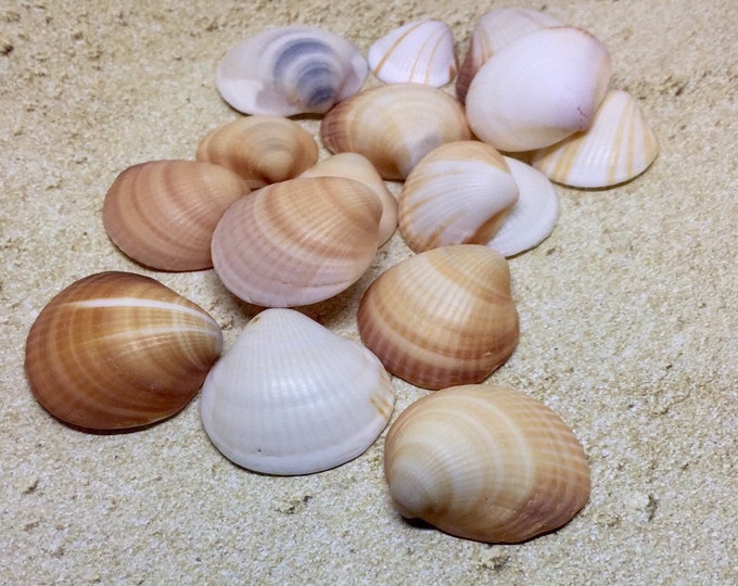 Natural Seashells, Natural Sea Shells, Natural Shells, Craft Seashells ...