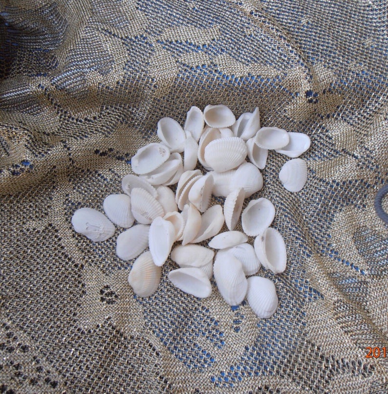 Shells for Crafts Seashells Crafts Crafting Seashells White - Etsy