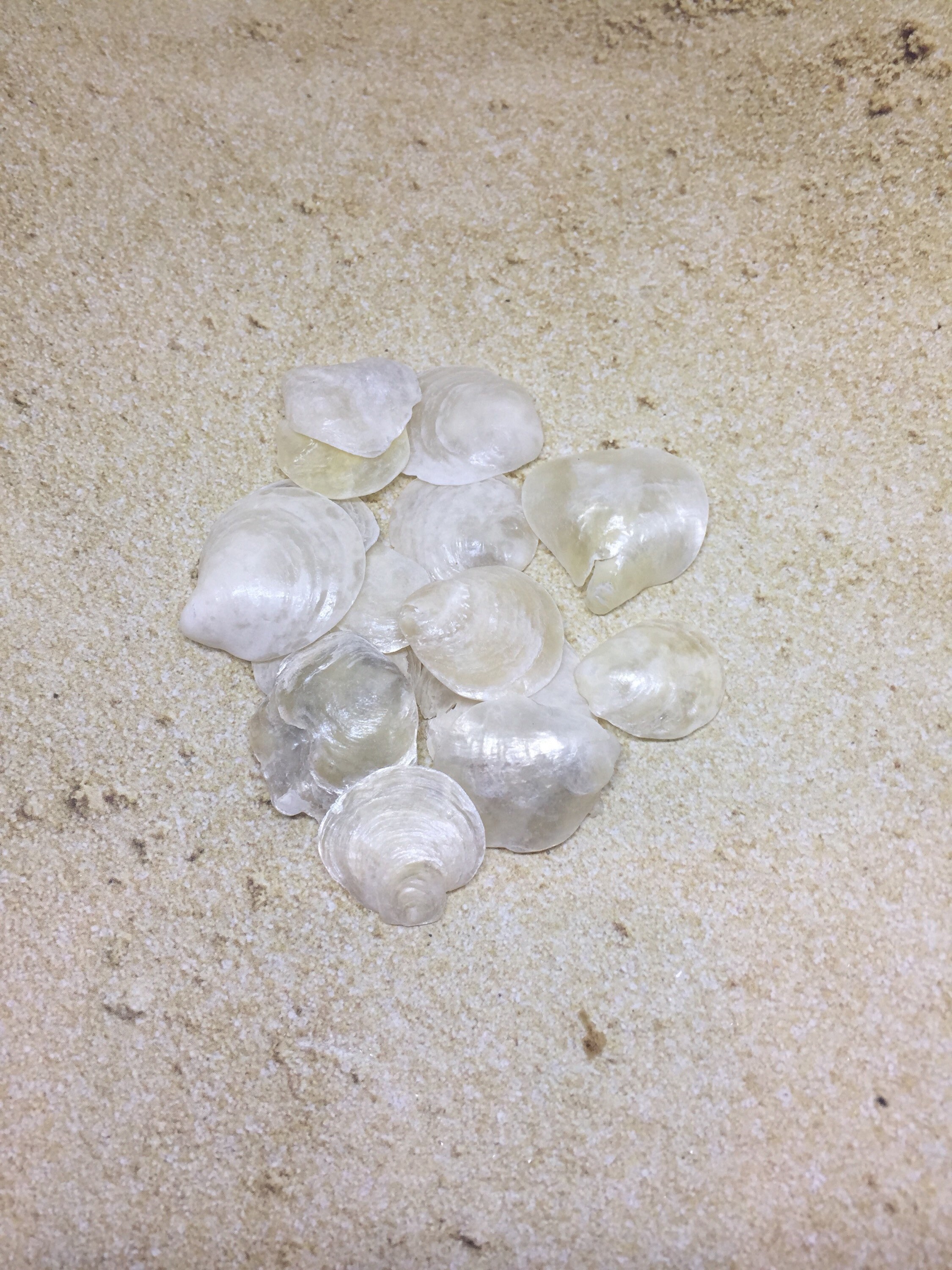 Shell Crafts Seashells Crafts Shells for Crafting Shell - Etsy