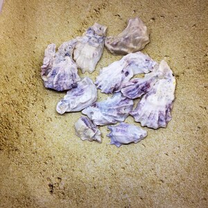 Shells Wholesale, Bulk Shells, Wholesale Shells, Shells for Art ...