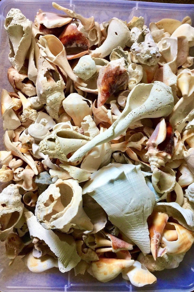 2 Lb Bulk Seashell Pieces, Beach Shells, Seashell Art - Etsy