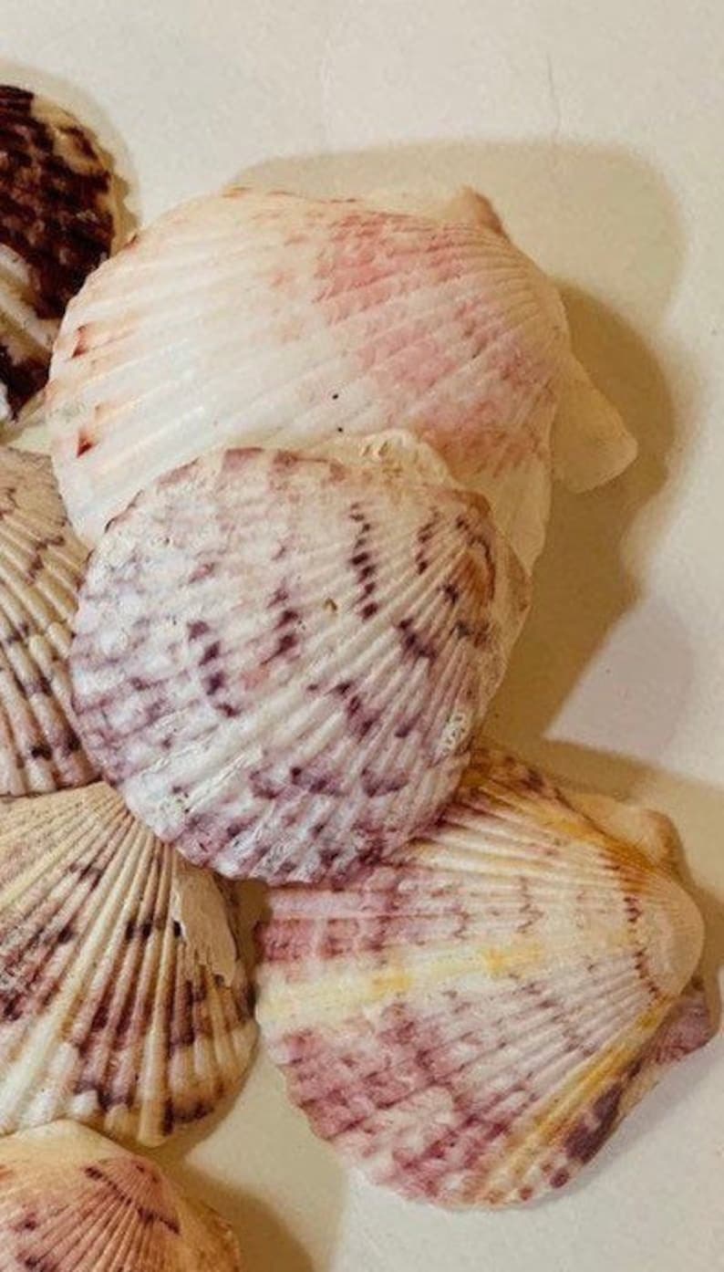 Beach Shell Decor Beach Seashells Beach Decorations Shells - Etsy