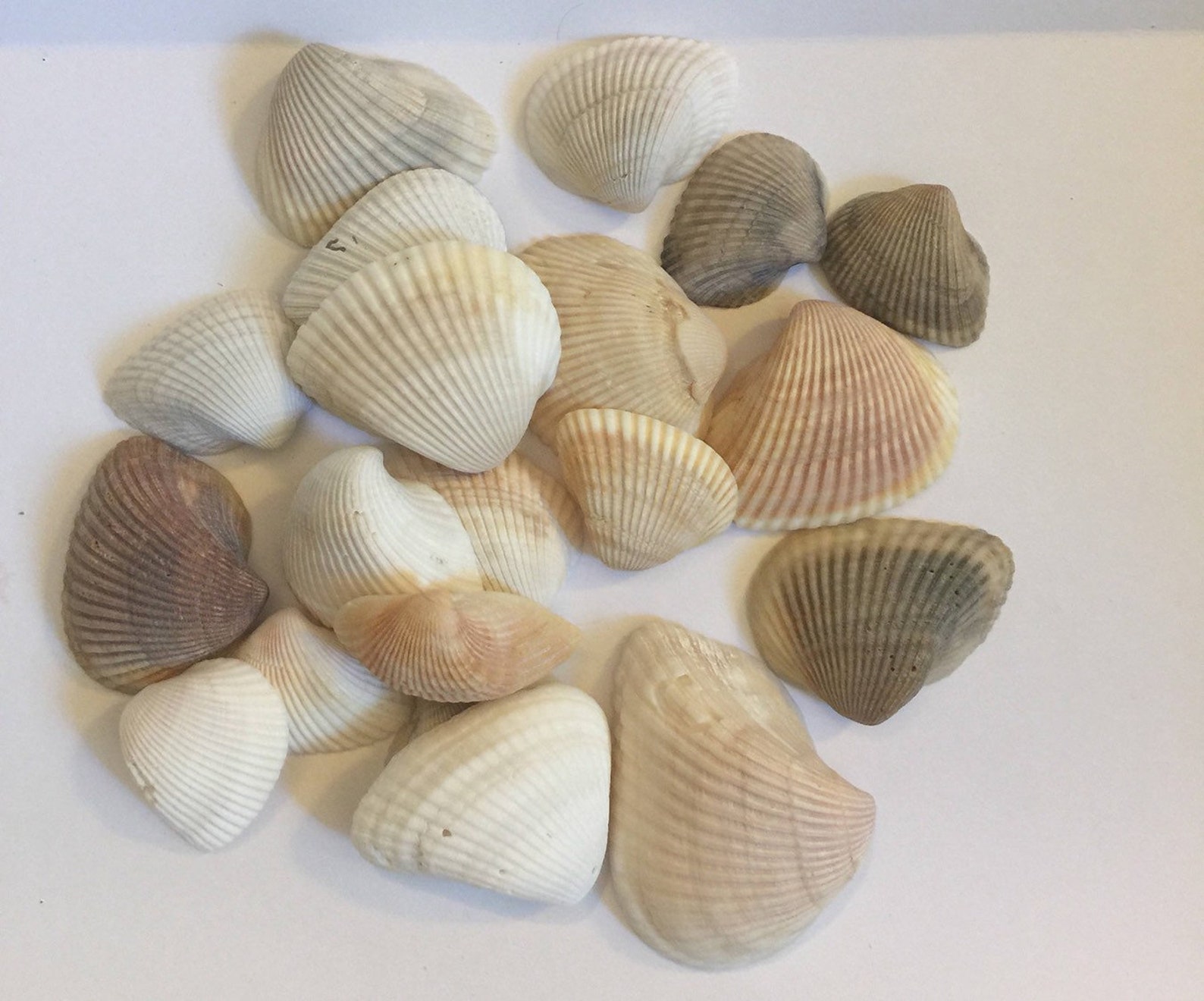 Shells for Wedding Wedding Shells Seashells for Wedding - Etsy