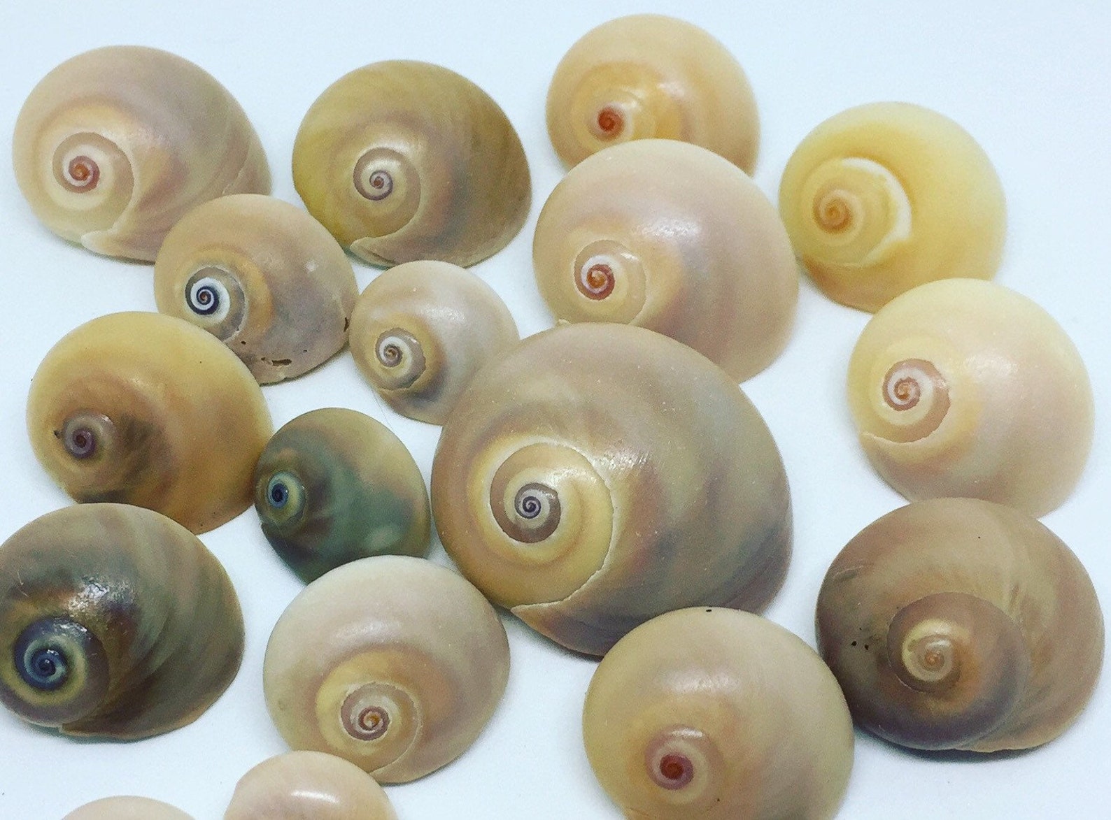 Beach Shells Beach Seashells Seashells Decor Shell Decor | Etsy