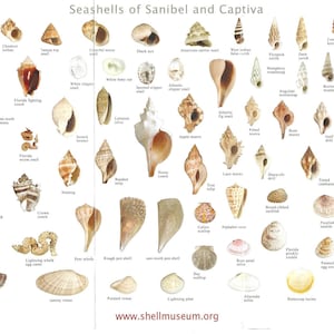 Beach Shells, Beach Seashells, Beach Shell Decor, Craft Shells, Craft ...