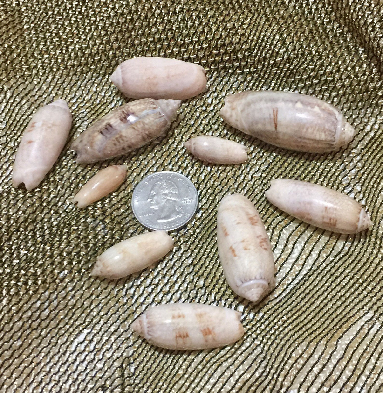 Craft Shells, Crafting Shells, Shell Crafts, Seashells for Crafts ...