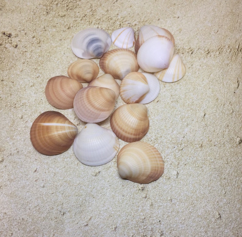 Shells for Crafts Craft Shells Shells for Sale Natural Sea - Etsy